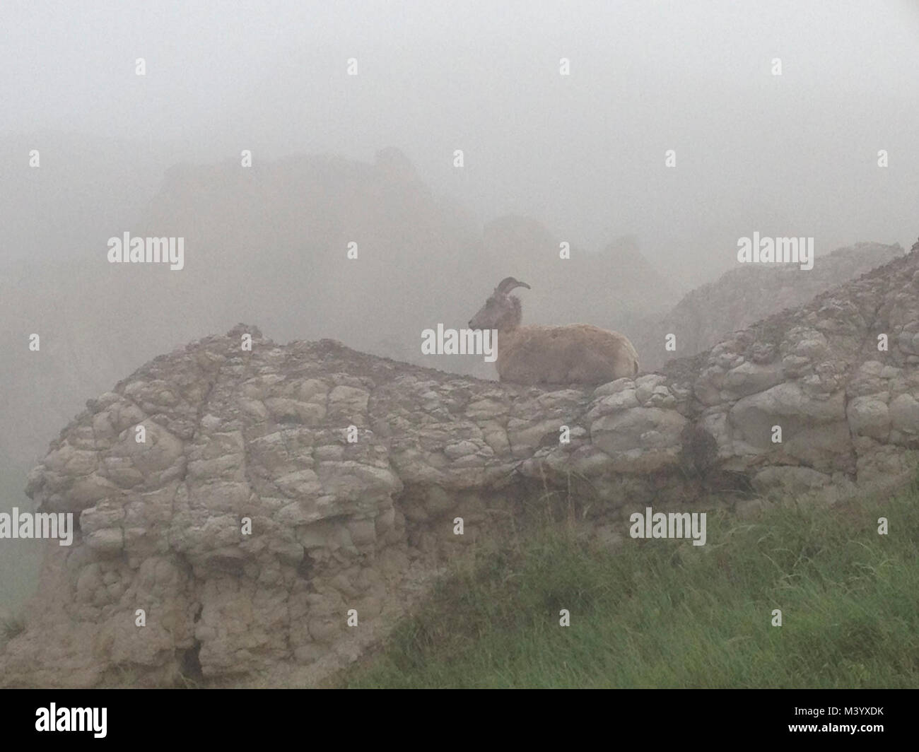 Bighorn Sheep in mist Stock Photo - Alamy