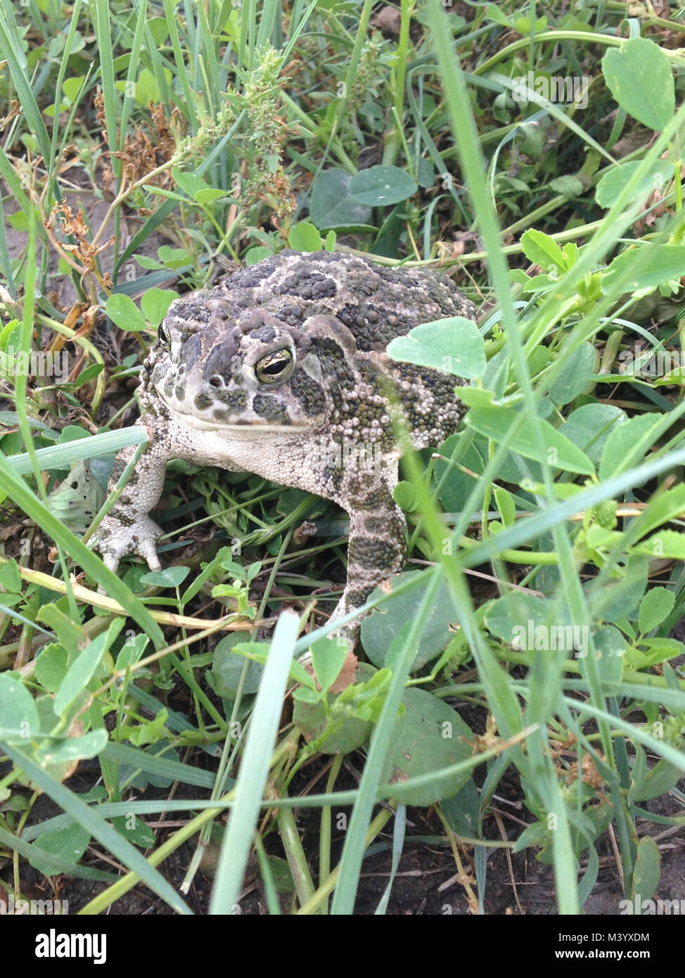 Toad in grass Stock Photo - Alamy