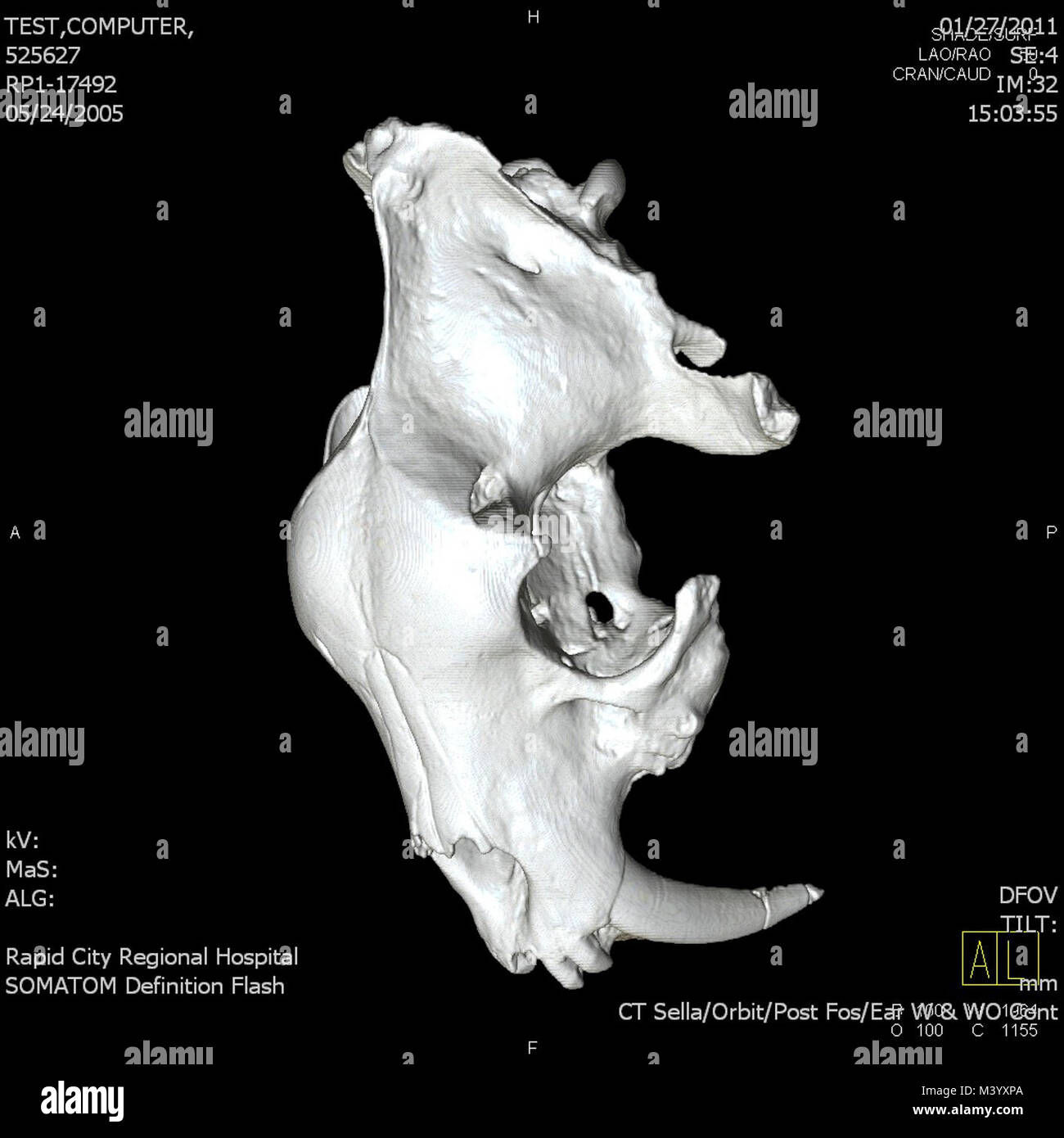 . CT Scan Image of fossil skull Stock Photo - Alamy