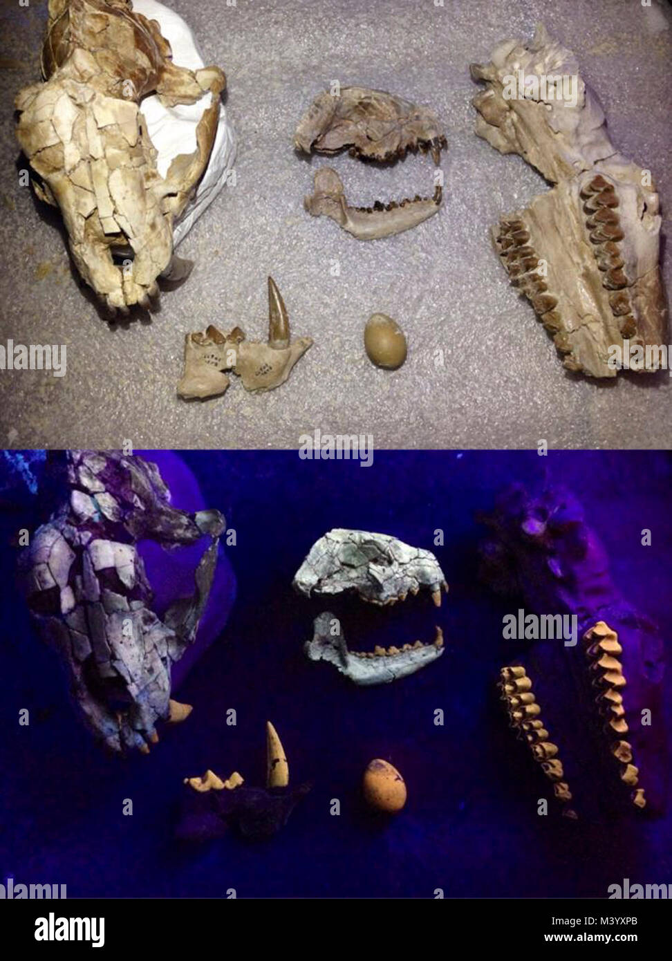 . CT Scan Image of fossil skull Stock Photo - Alamy