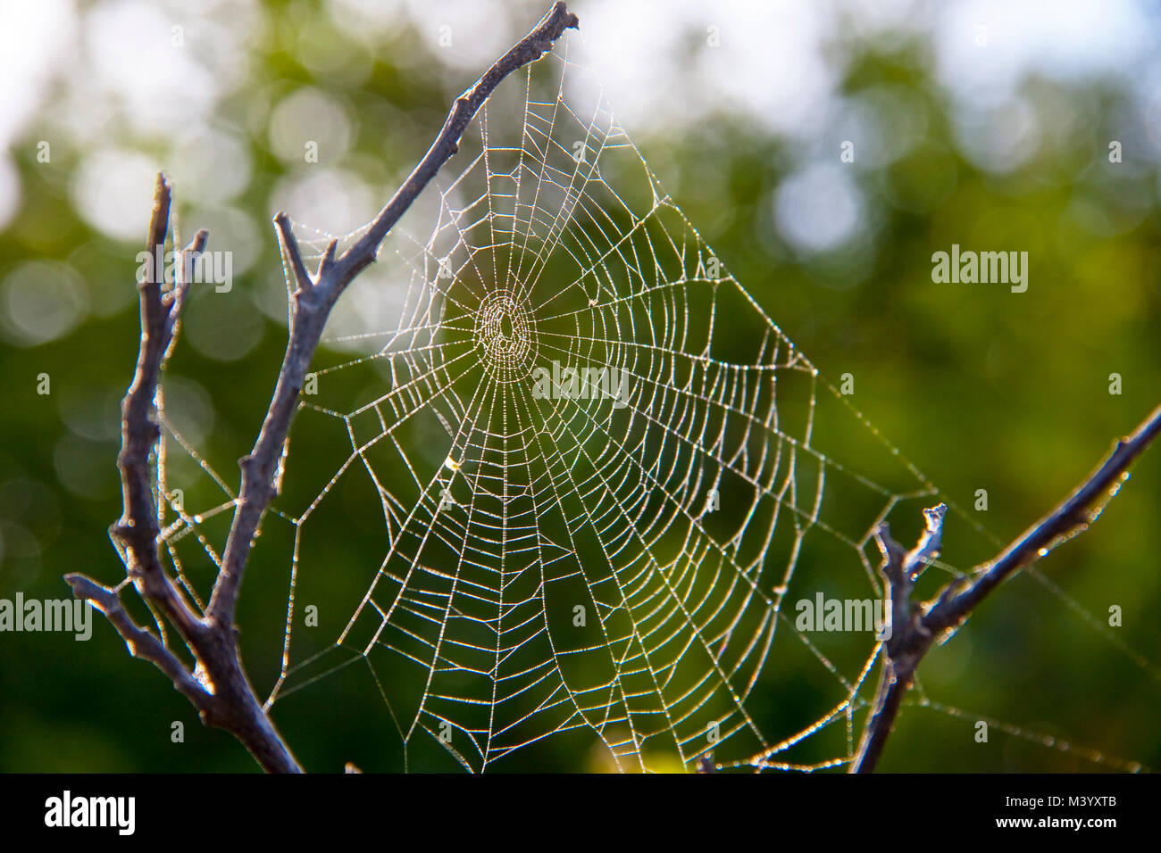 Sharp image of spider in its nest awaiting prey Stock Photo - Alamy