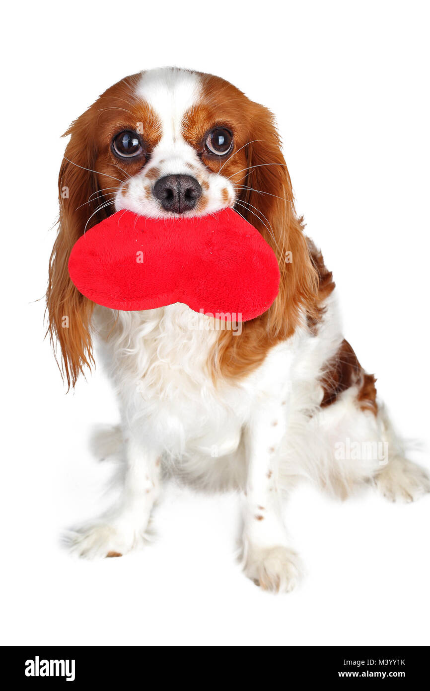 Happy valentine's day. Puppy with heart. Cavalier king charles spaniel ...