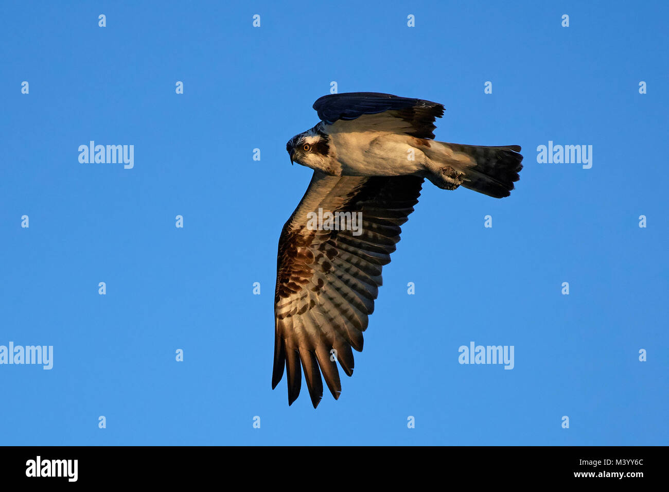 Osprey in flight in its natural habitat Stock Photo - Alamy