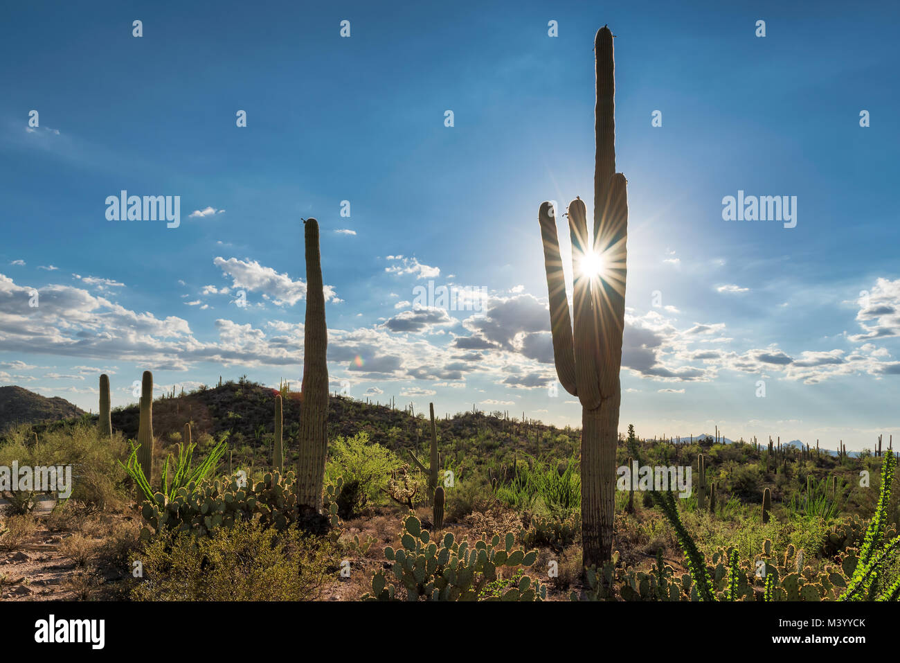 Mexico desert landscape cactus hi-res stock photography and images - Alamy