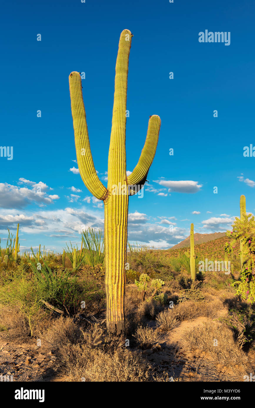 Mexico desert landscape cactus hi-res stock photography and images - Alamy