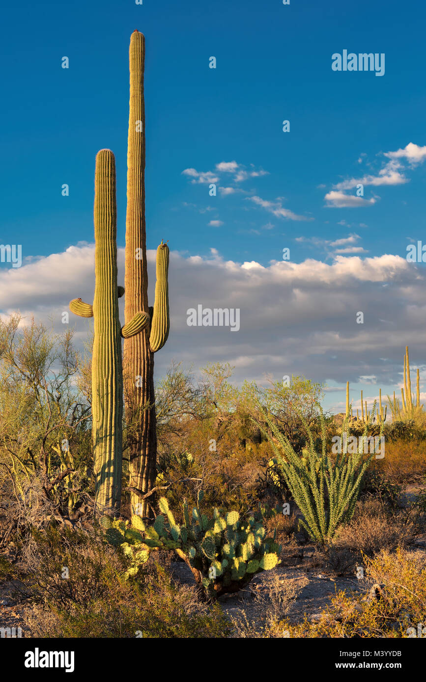A Giant Saguaro, one of the largest cacti in the World, in Saguaro ...