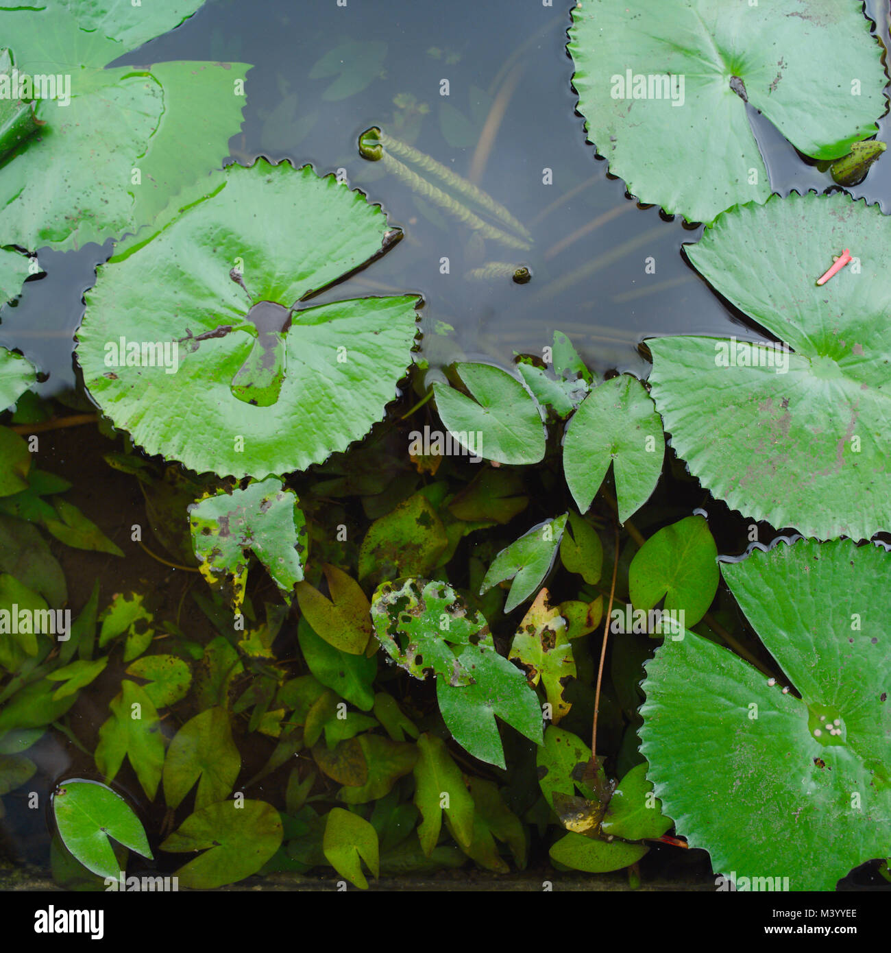 water lilies on a local pond Stock Photo - Alamy