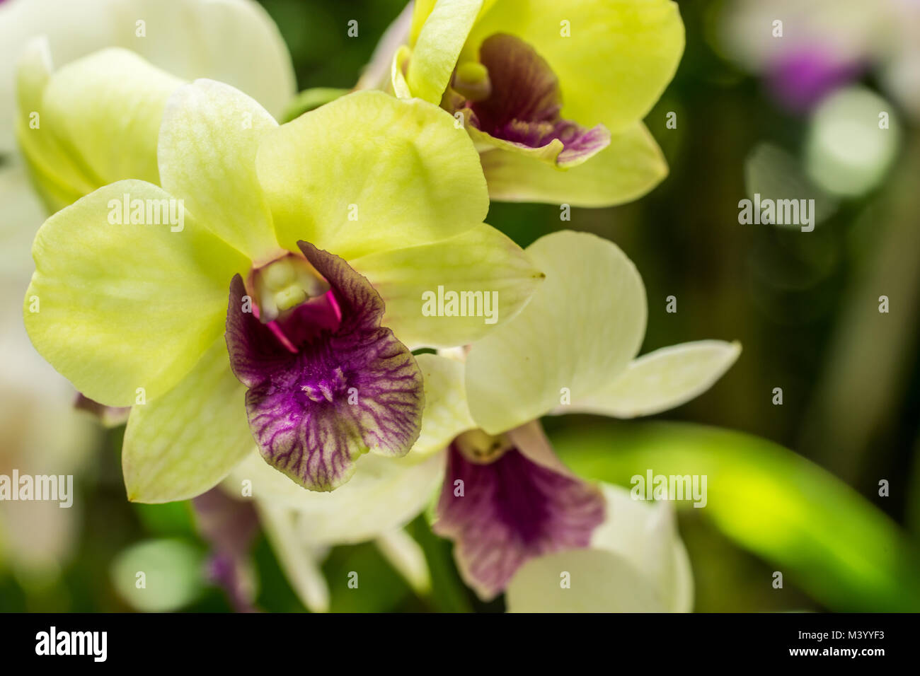 Closeup yellow orchid flower in flower plant Stock Photo - Alamy