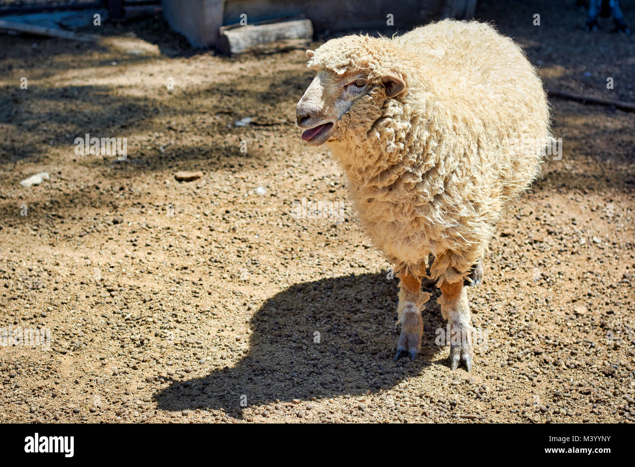 Sheep bleating in the corral on a farm Stock Photo - Alamy