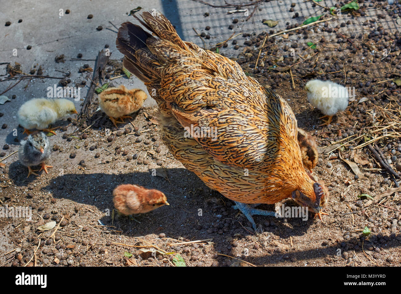 Brown hen eating next to her chicks on a farm Stock Photo - Alamy