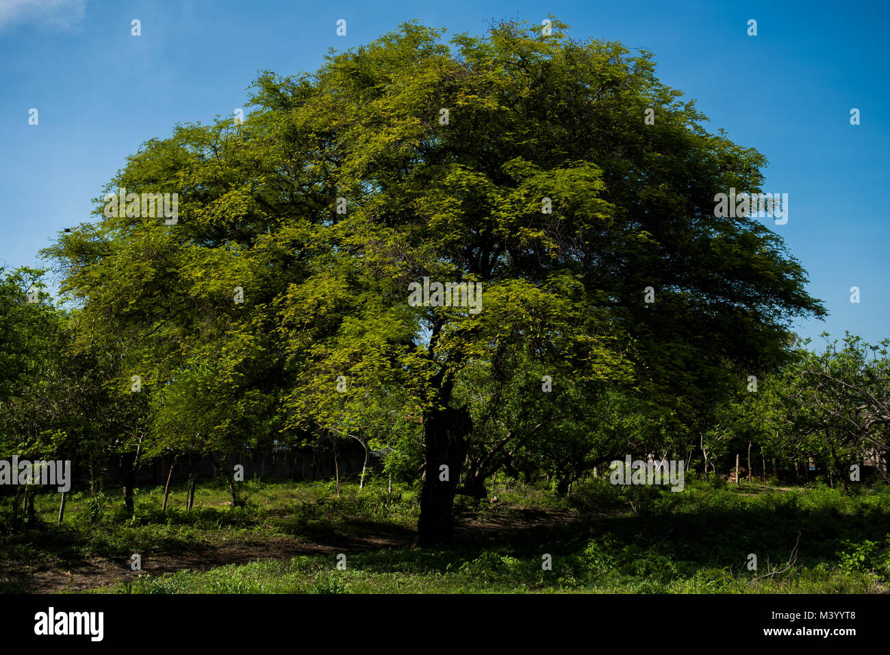 A large tree seen in Nicaragua Stock Photo - Alamy