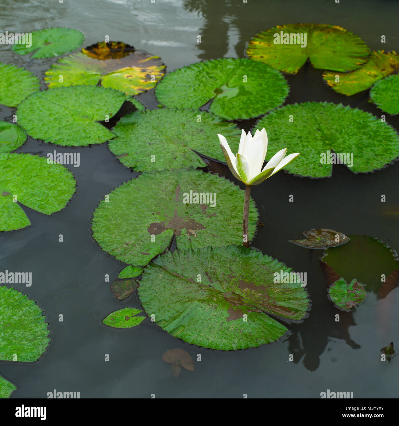 water lilies on a local pond Stock Photo - Alamy