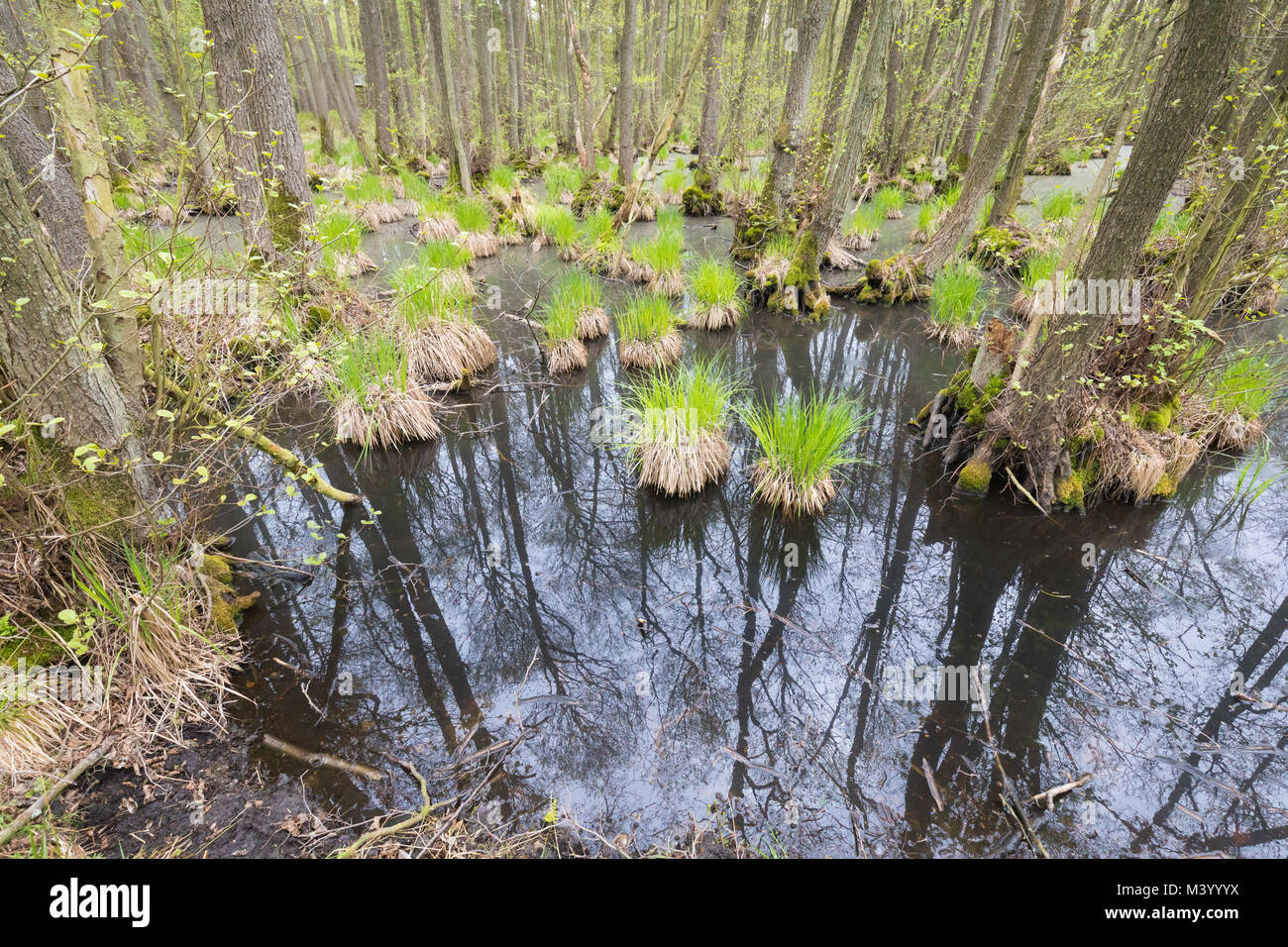 Alder swamp germany mecklenburg western pomerania hi-res stock ...