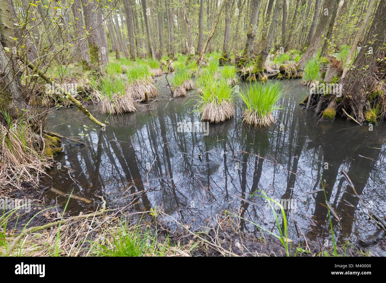 Marshland shaft hi-res stock photography and images - Alamy