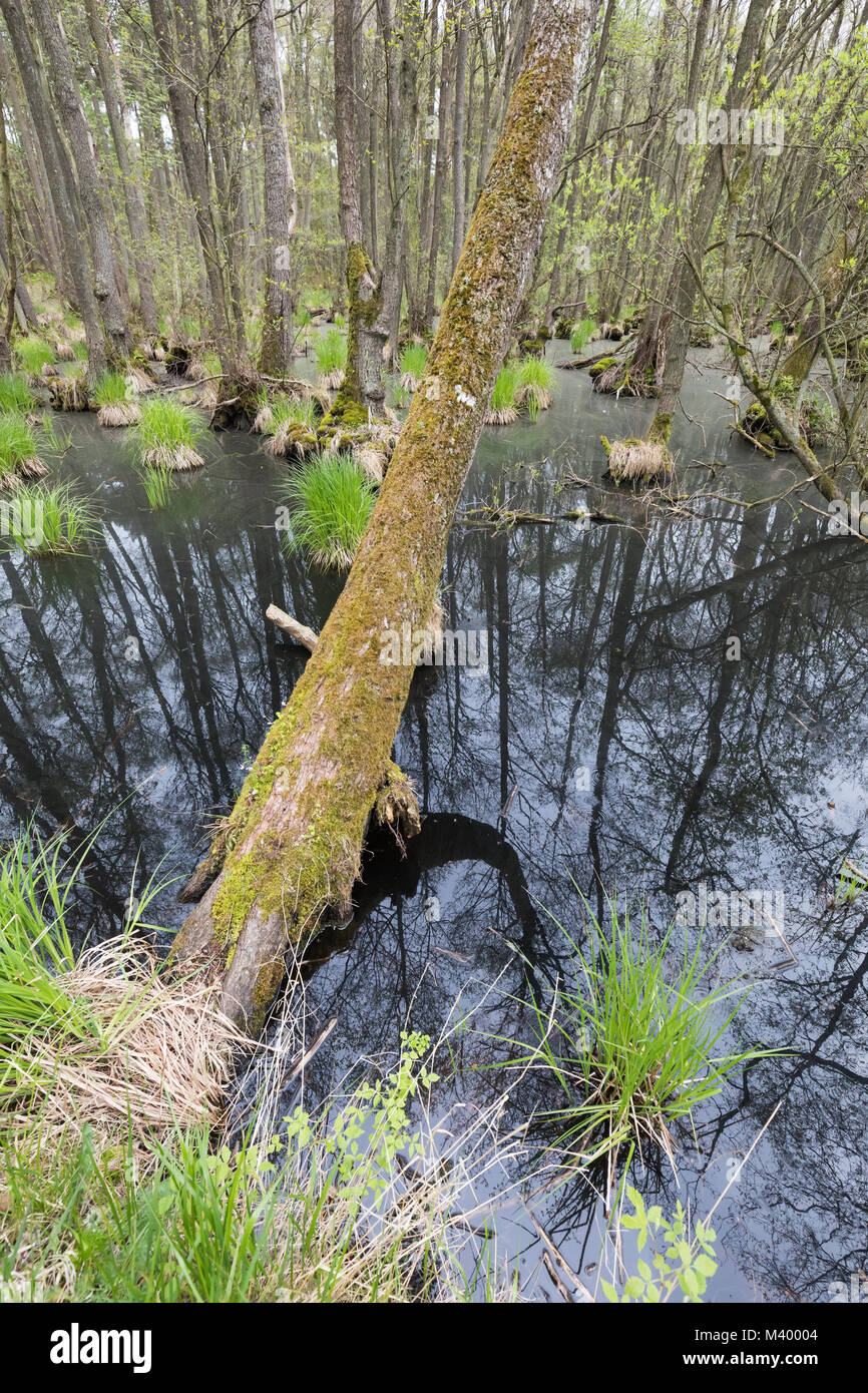 Alder swamp germany mecklenburg western pomerania hi-res stock ...