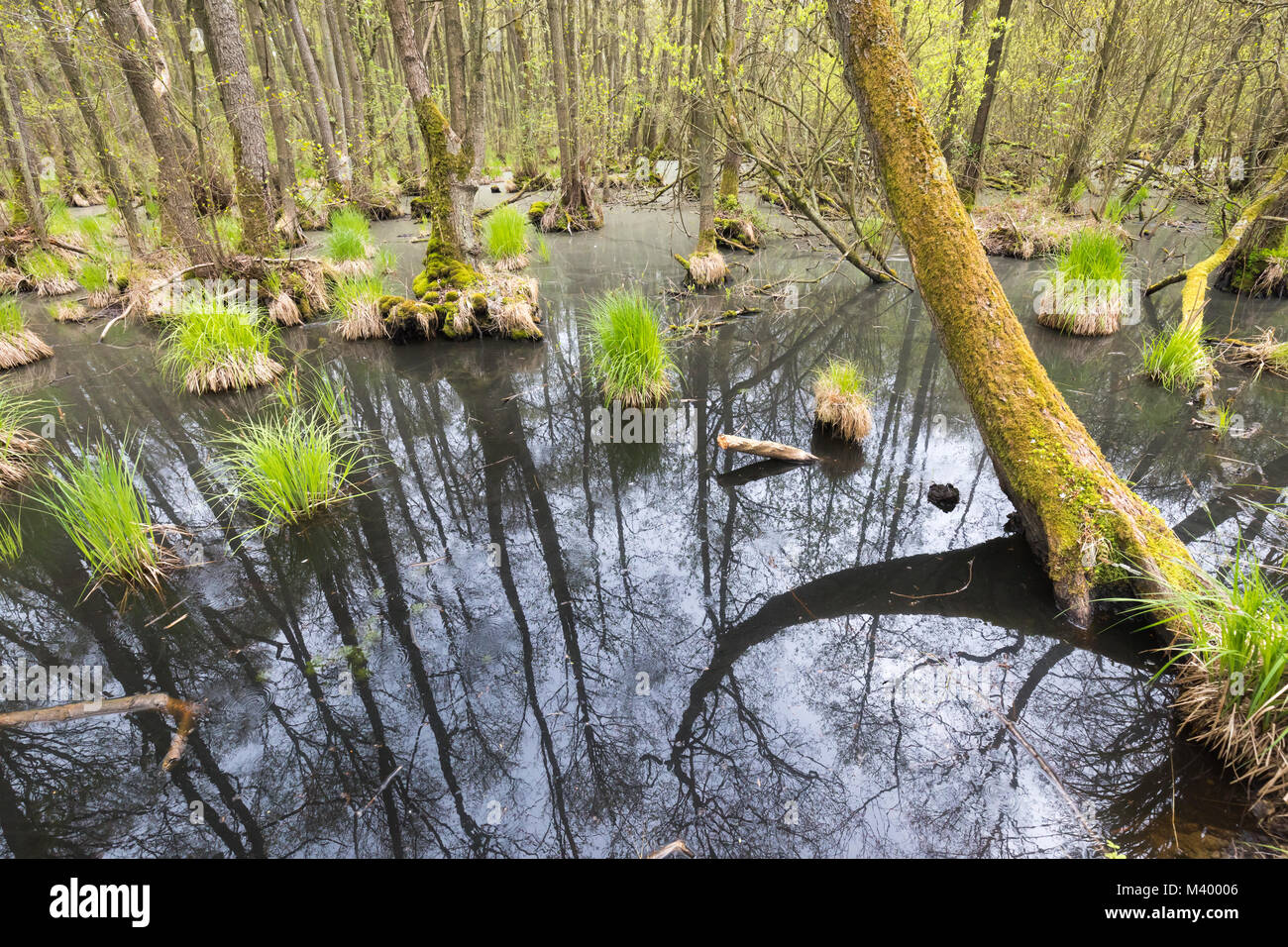 Alder swamp germany mecklenburg western pomerania hi-res stock ...