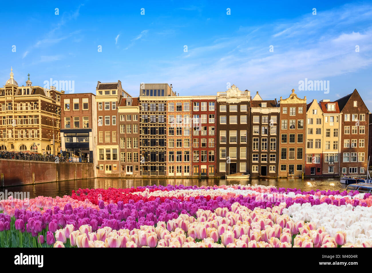 Amsterdam city skyline at canal waterfront with spring tulip flower ...