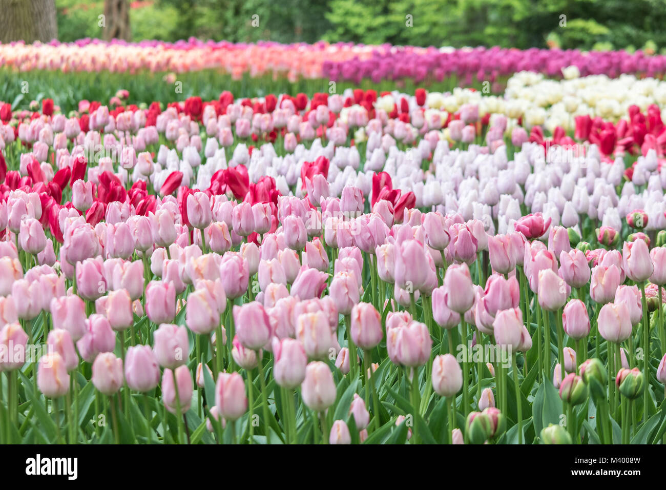 Spring tulip field in garden, Amsterdam, Netherlands Stock Photo - Alamy