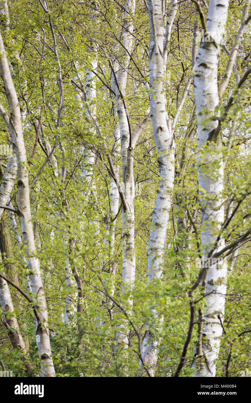 Birchtrees hi-res stock photography and images - Alamy