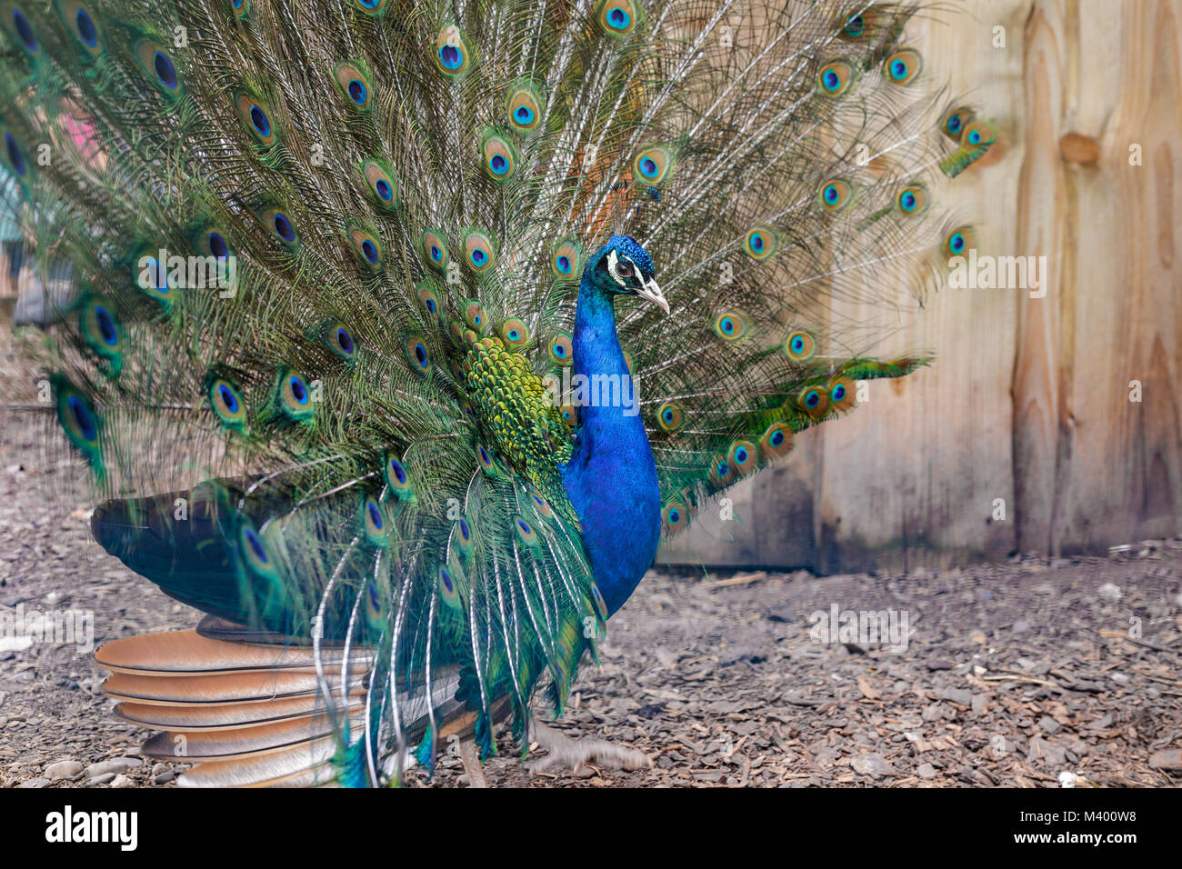 Portrait of beautiful male peacock showing his tail feathers out Stock ...