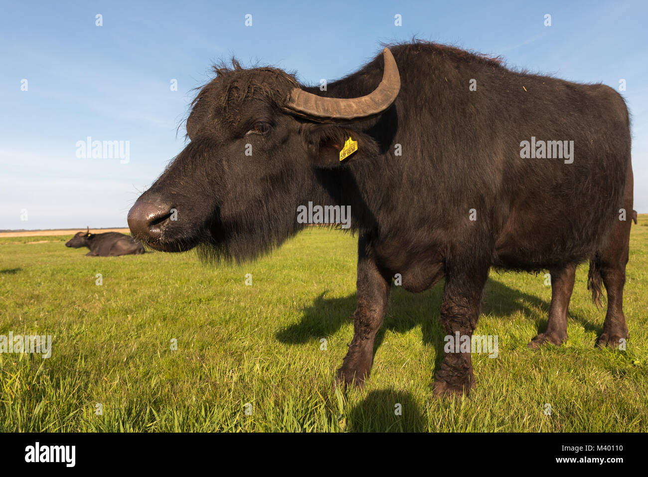 Close up buffalo on meadow hi-res stock photography and images - Alamy