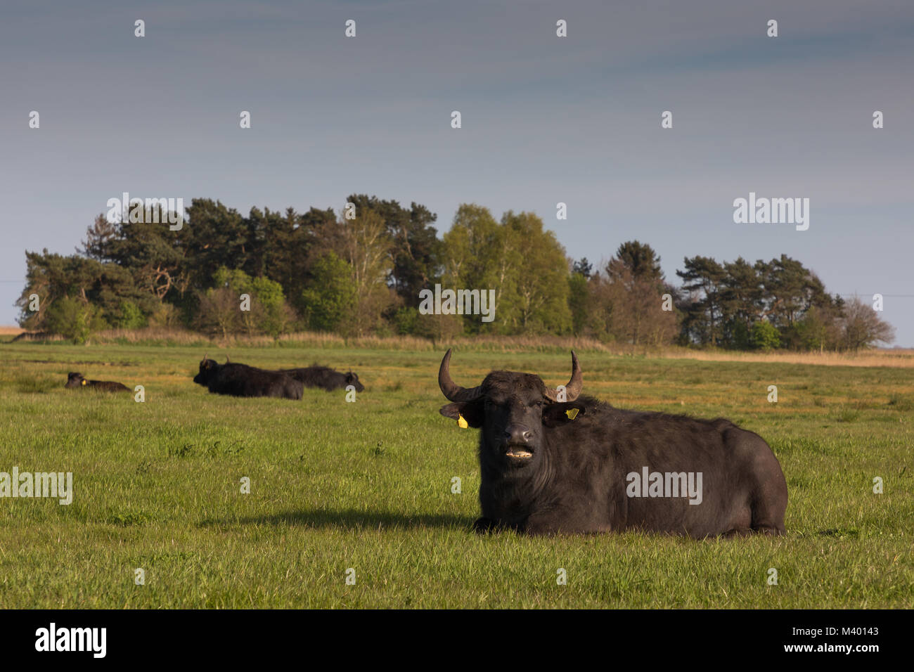Domestic waterbuffalo hi-res stock photography and images - Alamy