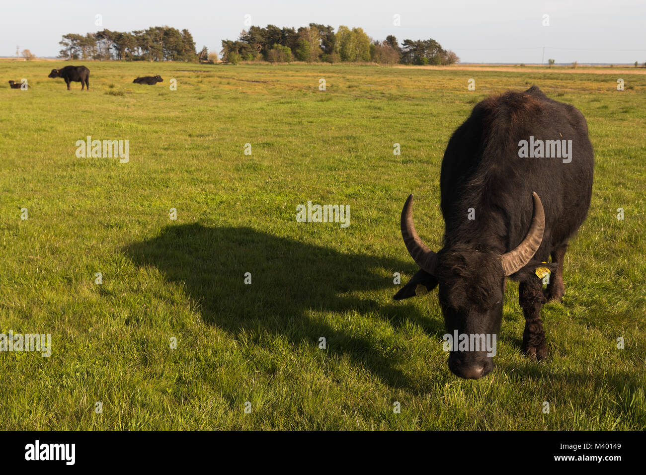 Domestic Water Buffalos High Resolution Stock Photography and Images ...