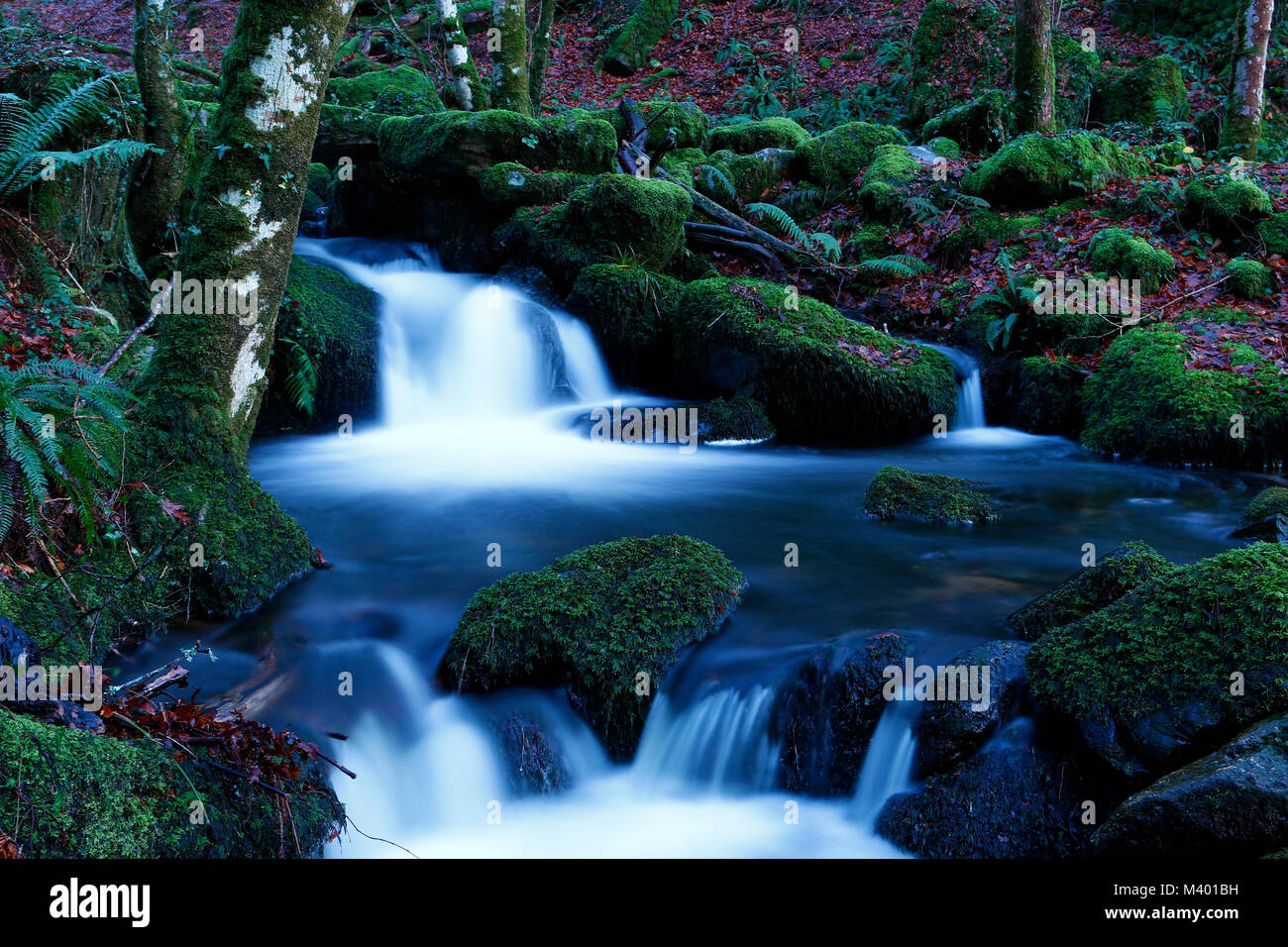 Buckland woods stunning scenery with the river flowing through Stock ...