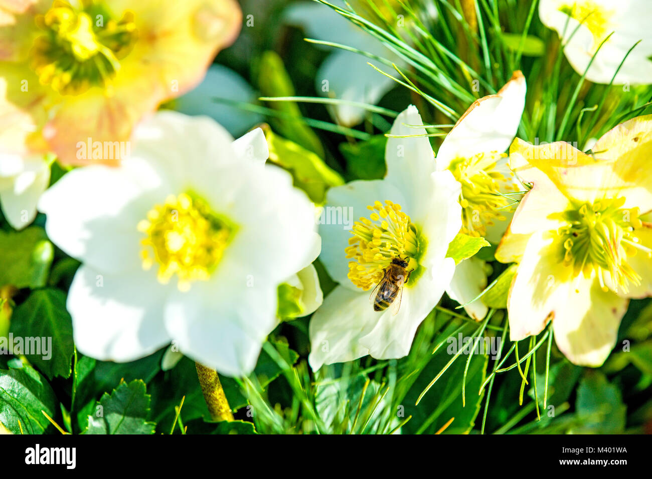 a blooming hellebore in a garden Stock Photo - Alamy