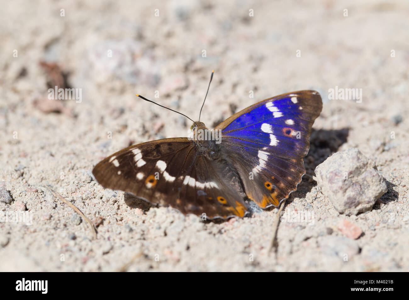 Lesser purple emperor Stock Photo - Alamy