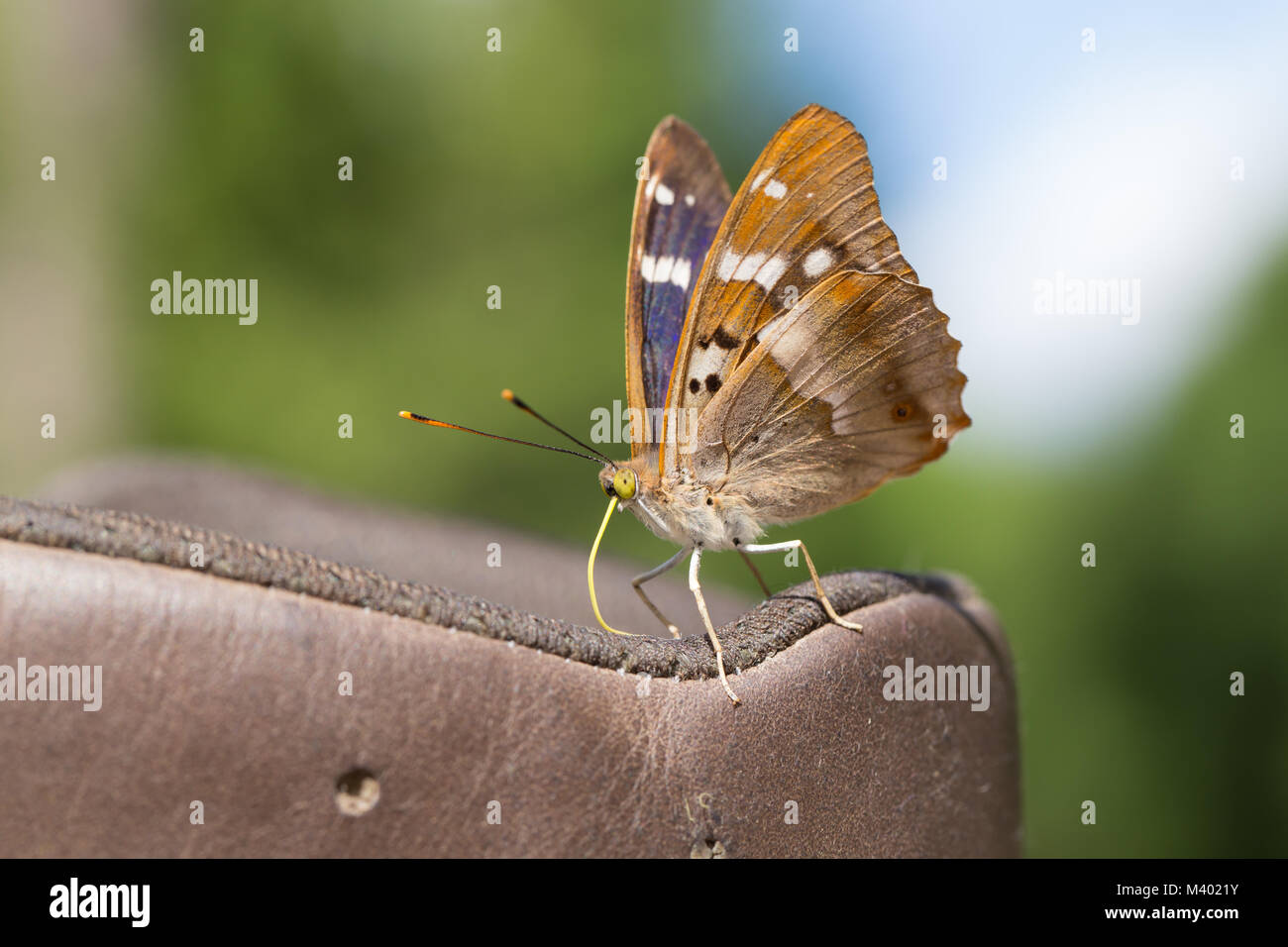 Lesser purple emperor Stock Photo - Alamy