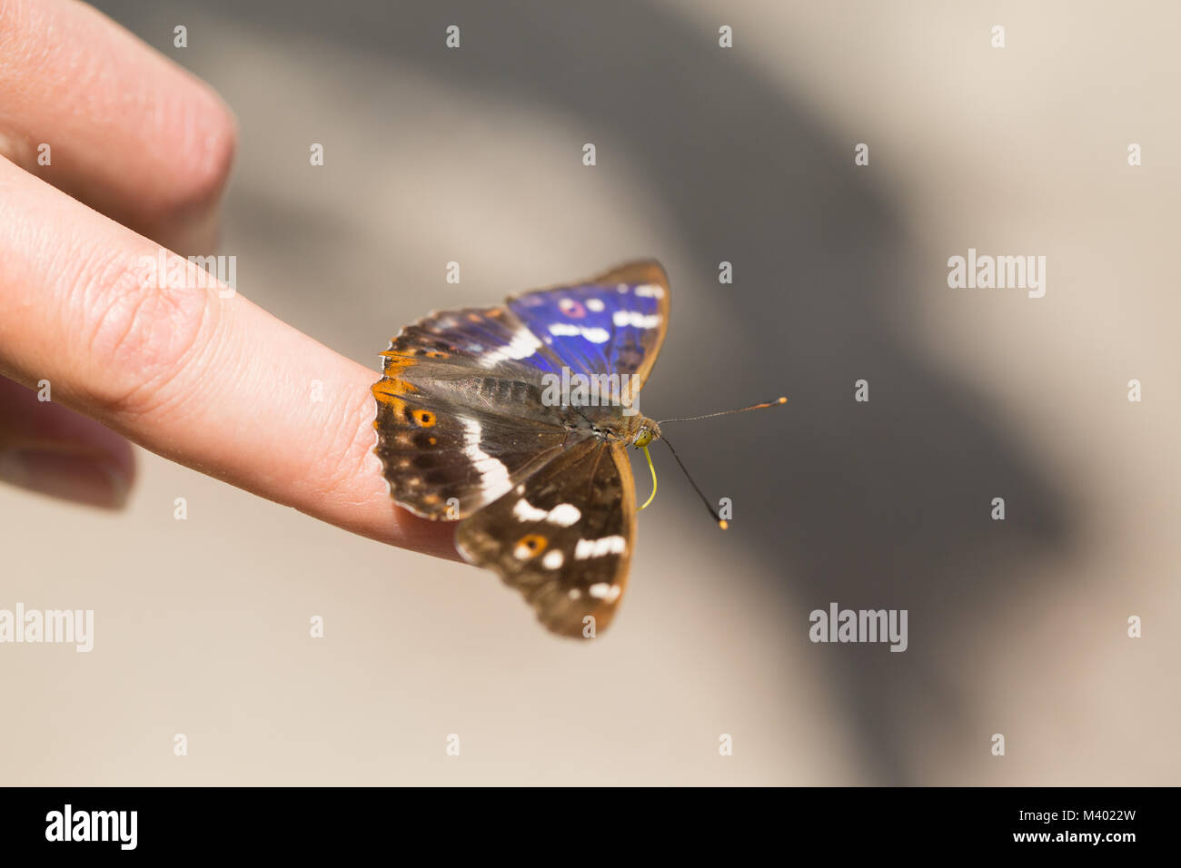Lesser purple emperor Stock Photo - Alamy