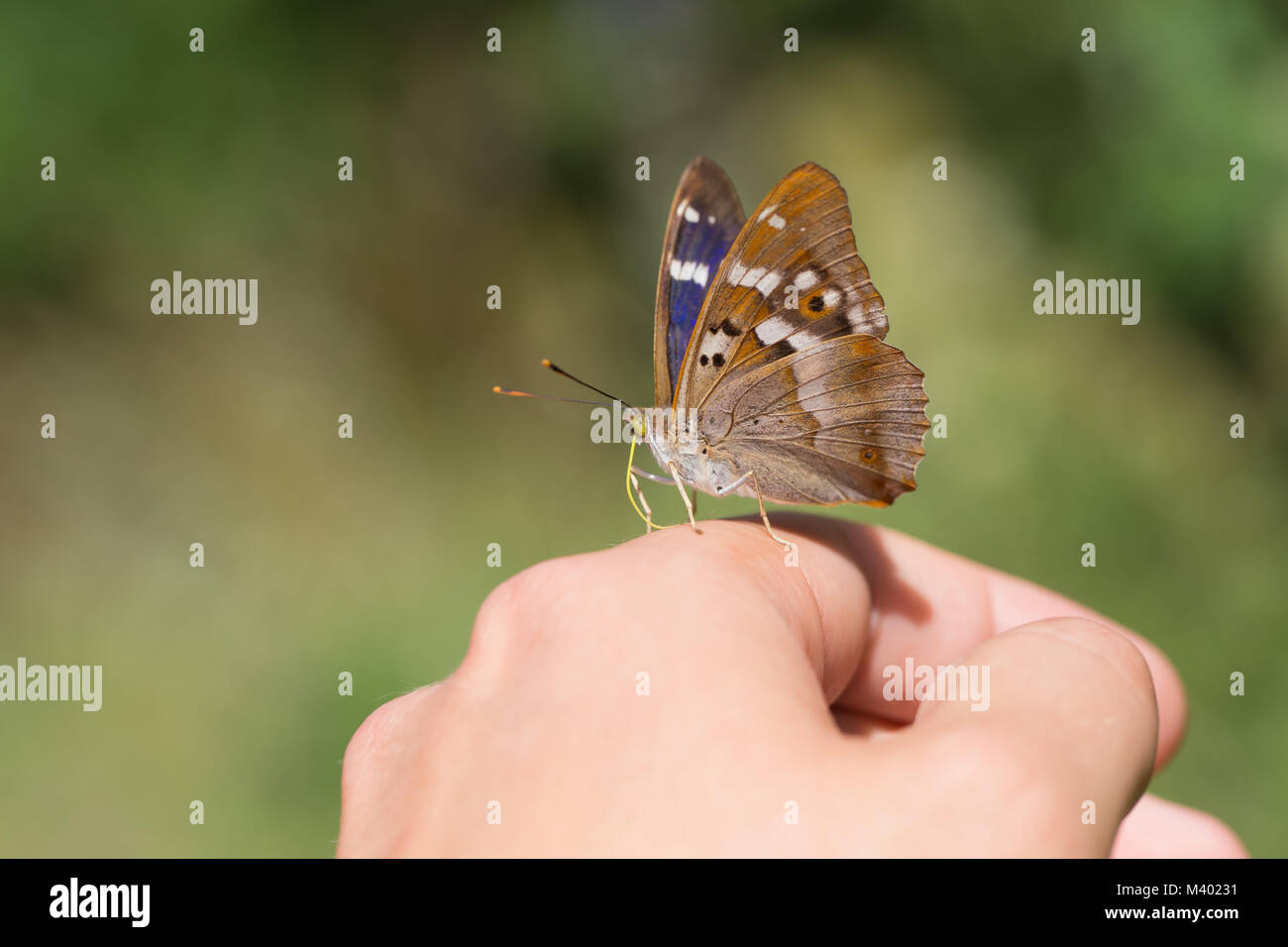 Purple emperor hi-res stock photography and images - Alamy