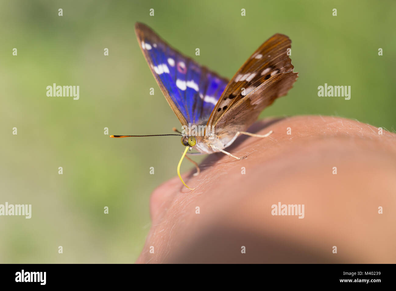 Lesser purple emperor Stock Photo - Alamy