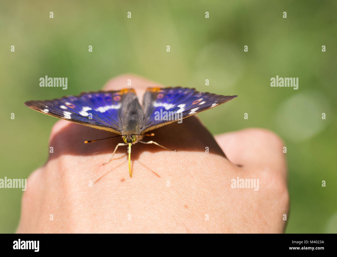 Lesser purple emperor Stock Photo - Alamy