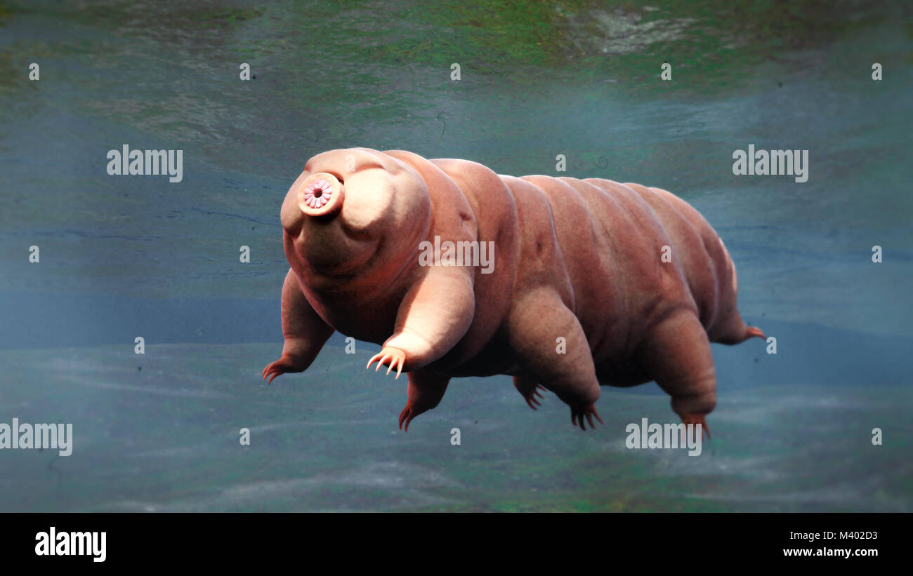 Tardigrade Anatomy