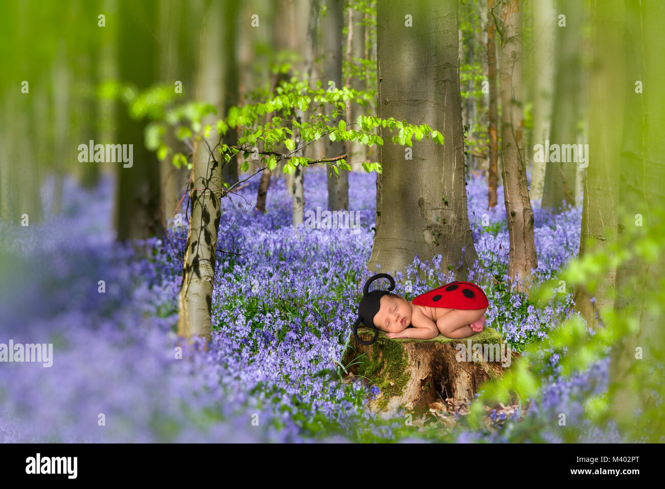 Newborn baby sleeping on a tree trunk in a bluebells springtime forest ...