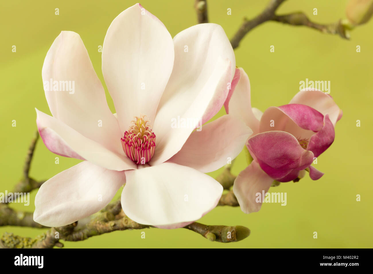 Branch of Magnolia flowers in full blossom in springtime Stock Photo ...