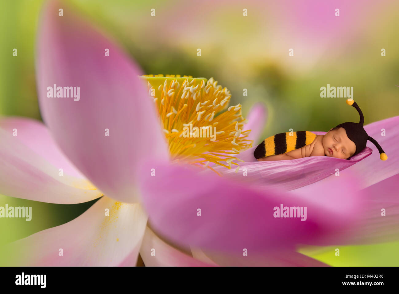 Baby in bee outfit sleeping in a giant lotus flower Stock Photo - Alamy