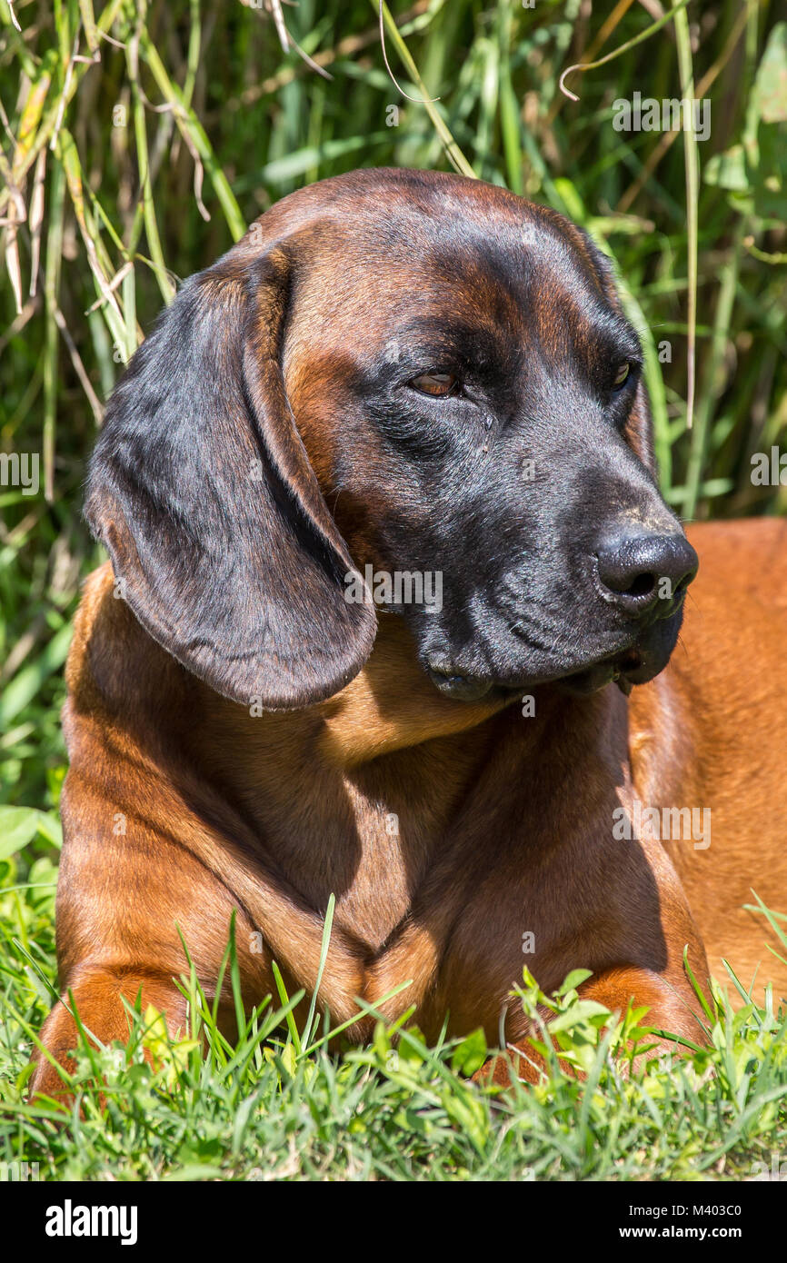 Hanover's blood hound Stock Photo - Alamy