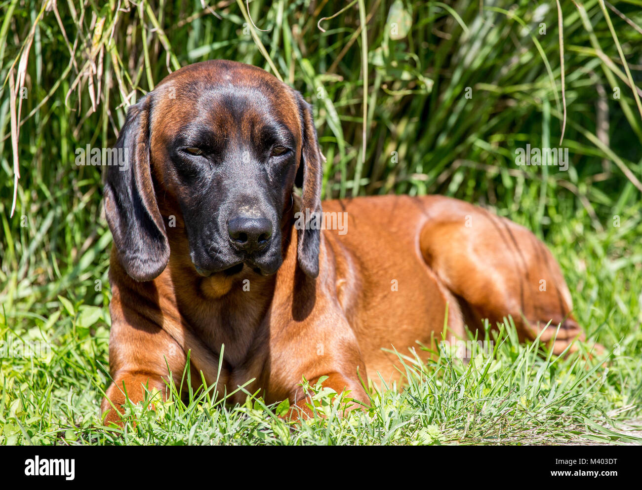 Are Hanover Hound Hypoallergenic