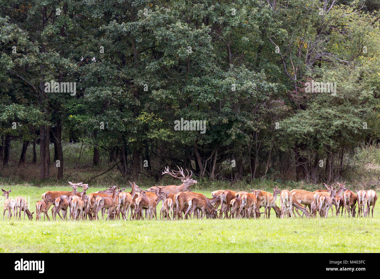Team of deer hi-res stock photography and images - Alamy