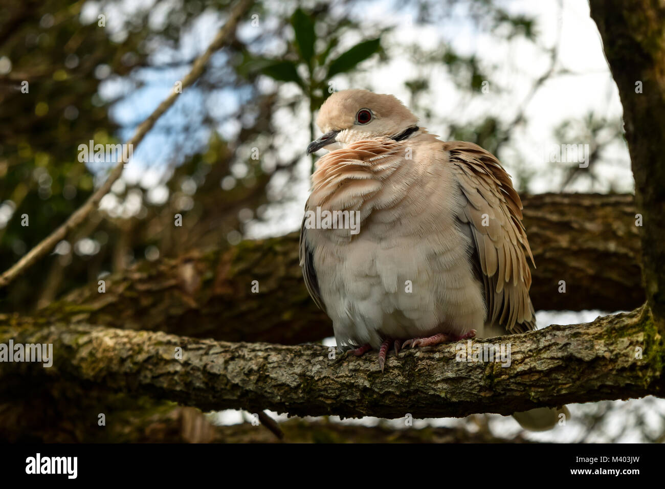 Collared dove sitting on a branch with fluffed up feathers Stock Photo ...