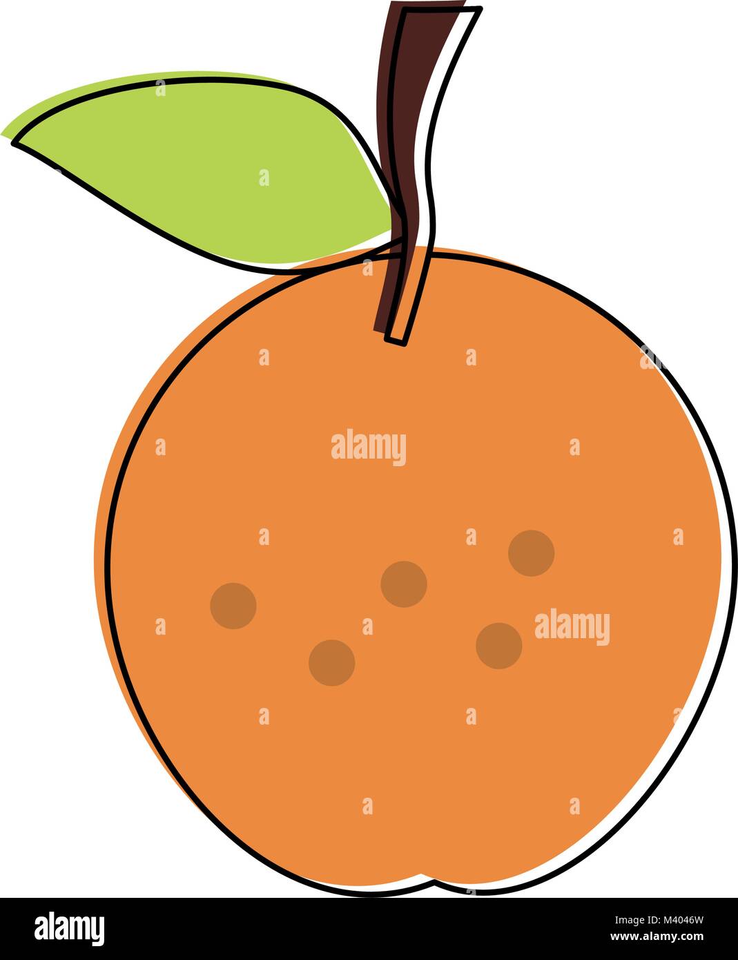 Orange citric fruit Stock Vector Image & Art - Alamy