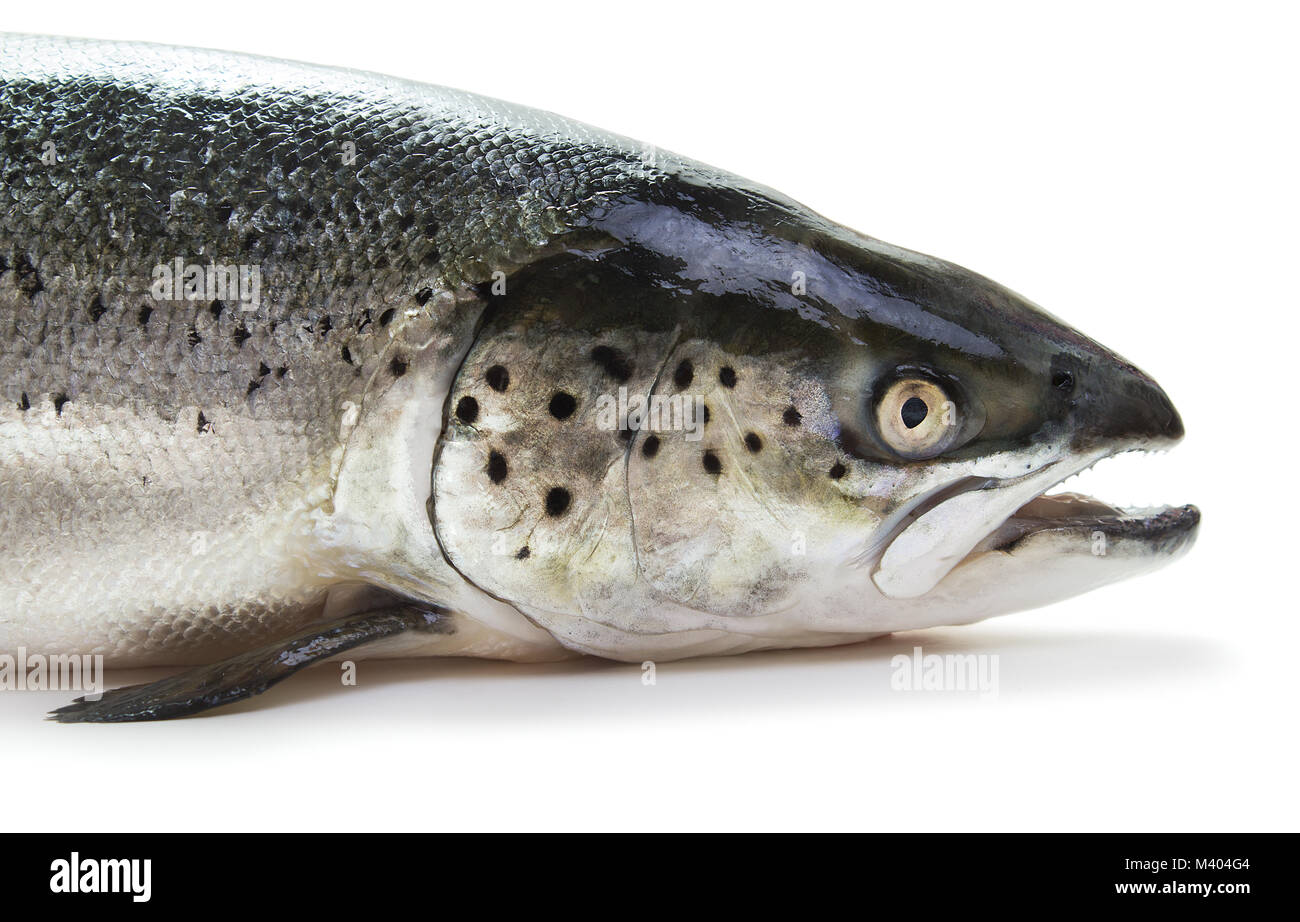 close-up view of head of raw salmon isolated on white background Stock ...