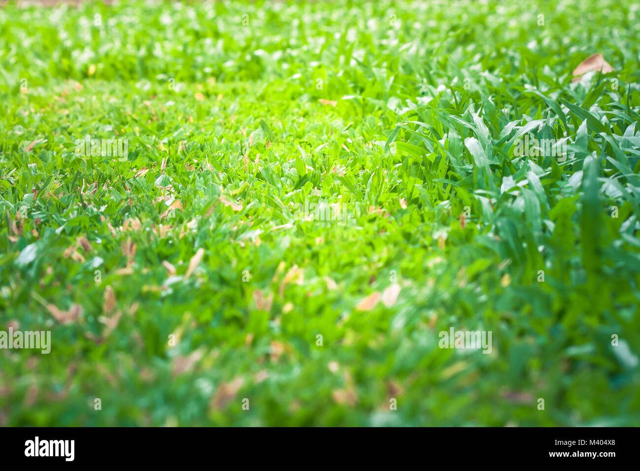 Close up green grass lawn background after cutting the grass with lawn ...