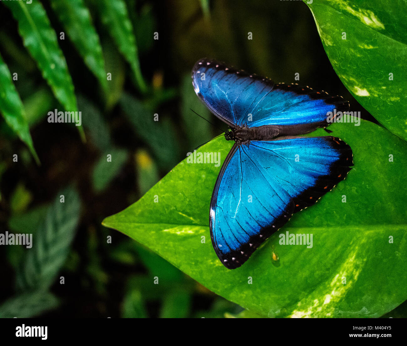 Blue Morpho Butterfly Wing High Resolution Stock Photography and Images ...