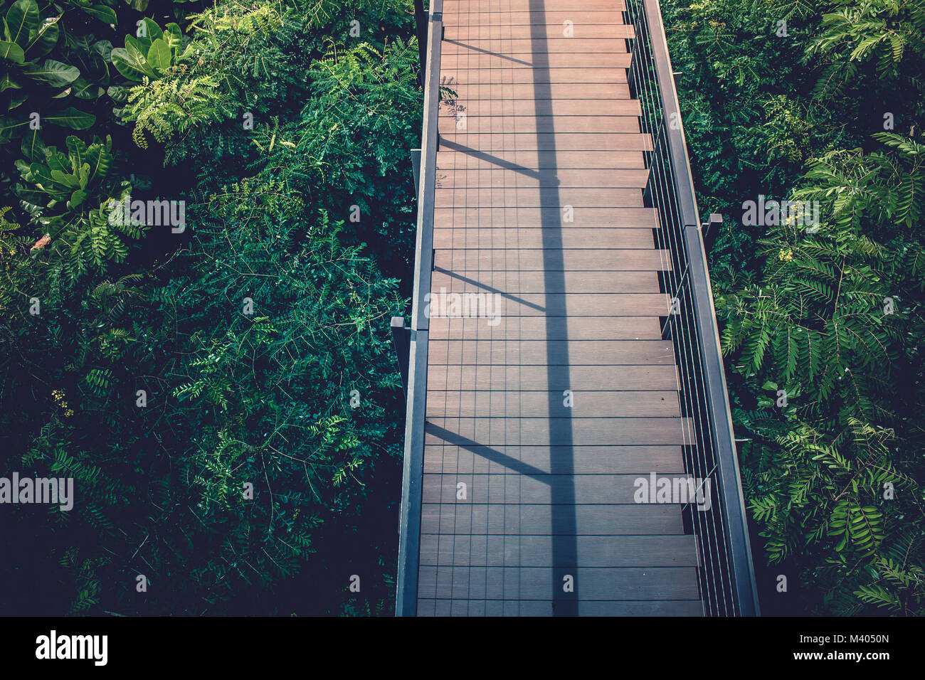 Top view wooden sky walk or walkway cross over treetop surrounded with ...
