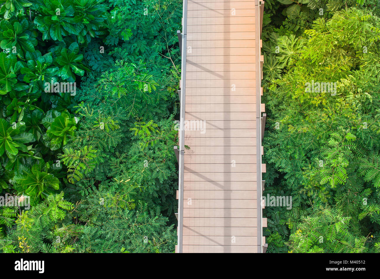 Top view wooden sky walk or walkway cross over treetop surrounded with ...