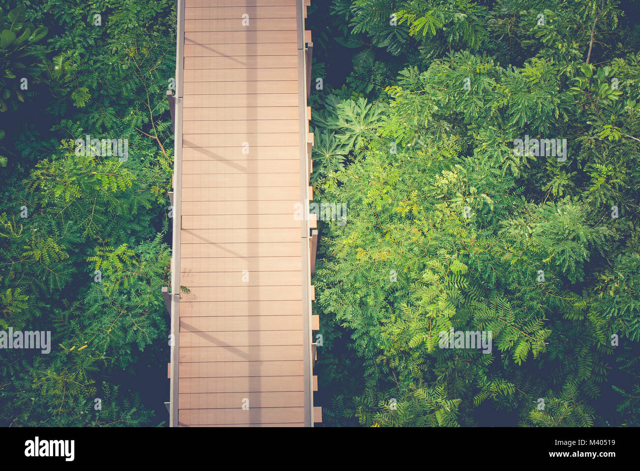 Top view wooden sky walk or walkway cross over treetop surrounded with ...
